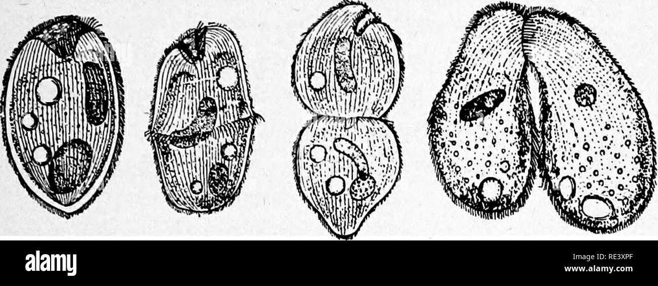 Balantidium coli hi-res stock photography and images - Alamy
