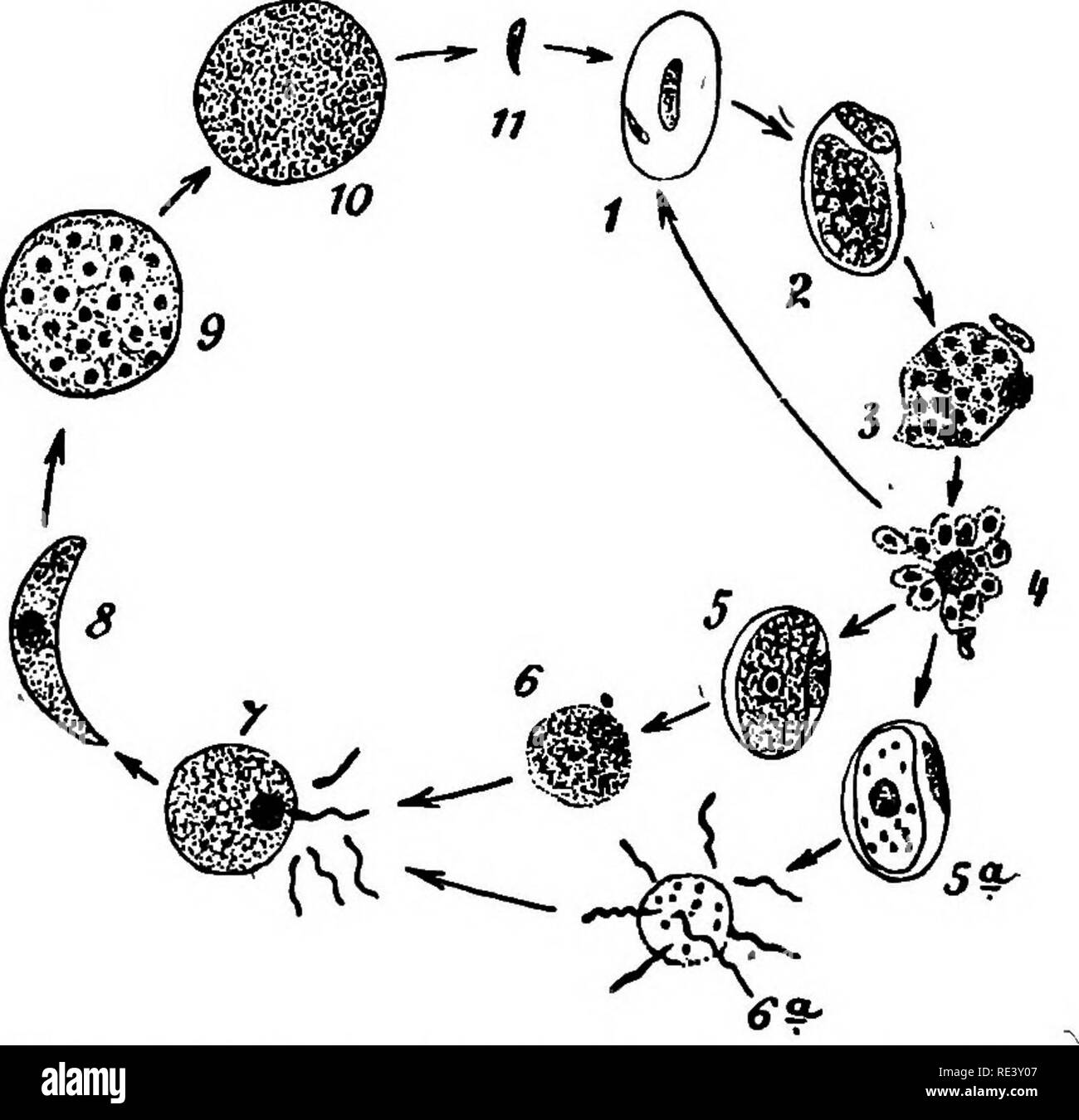 Cell cycle stages hi-res stock photography and images - Alamy
