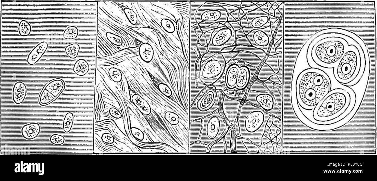 Elastic Cartilage Diagram
