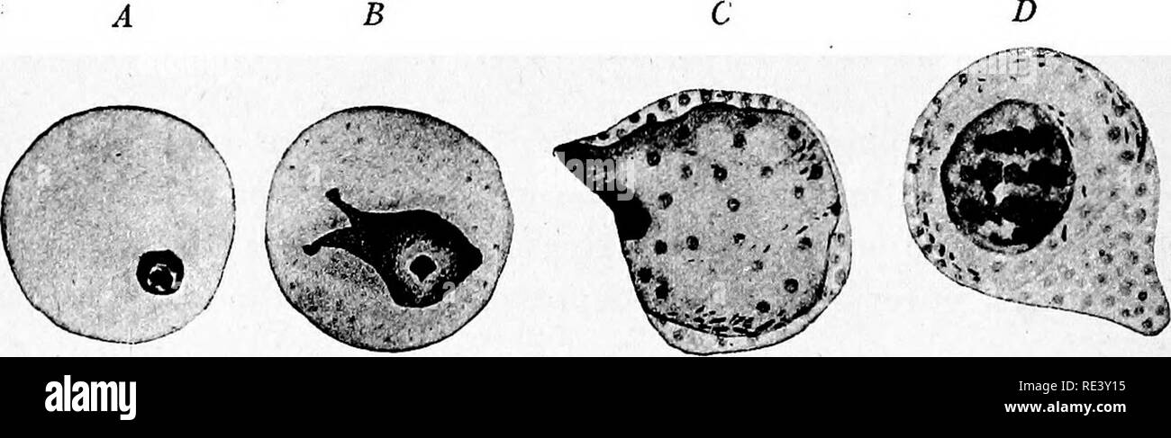 Plasmodium malariae microgametocyte Black and White Stock Photos ...