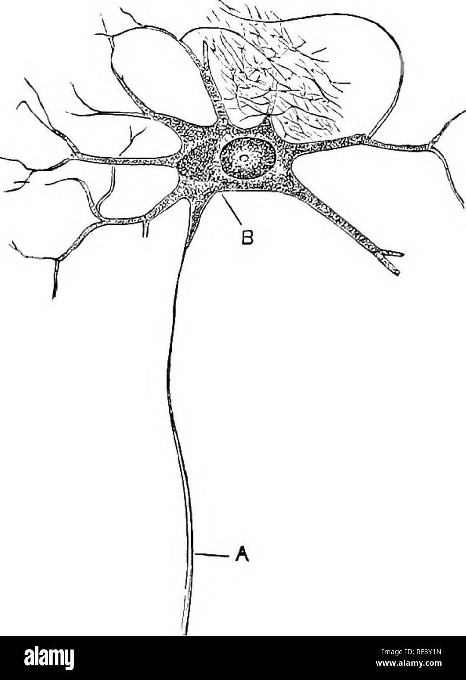 Crenated red blood cell hi-res stock photography and images - Alamy