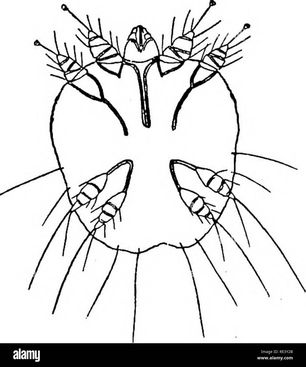 Flour mites Cut Out Stock Images & Pictures - Alamy