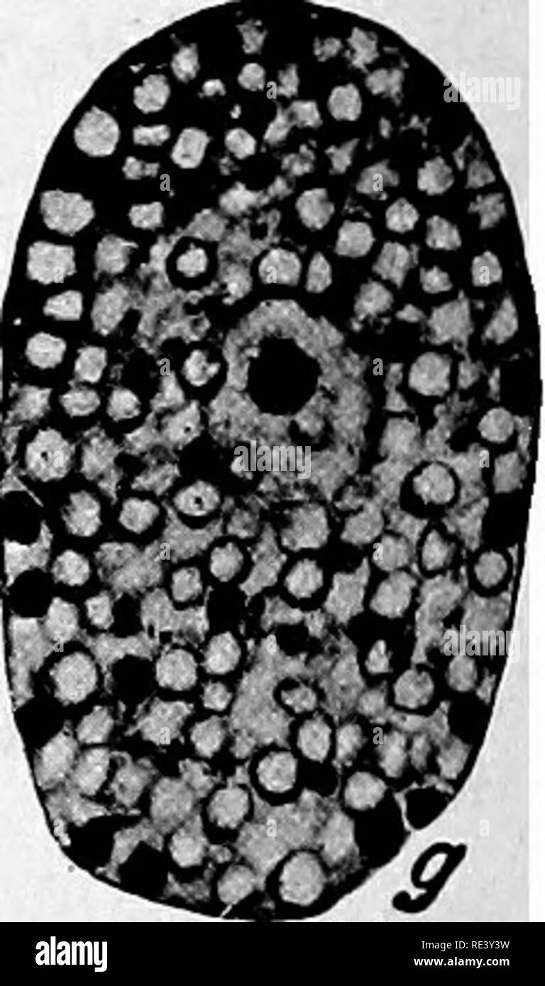 . Pathogenic micro-organisms. A text-book of microbiology for ...