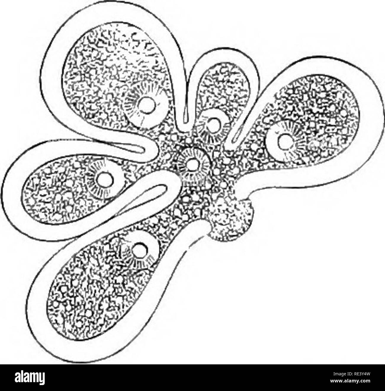 Blood Cells Coloring Pages