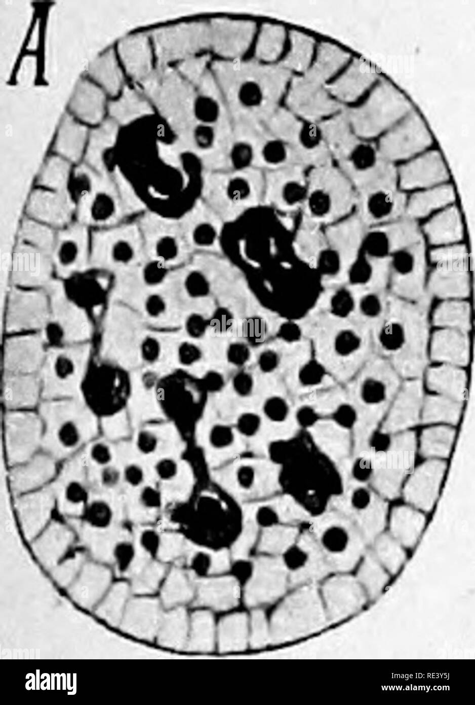 Cyclospora parasite hi-res stock photography and images - Alamy