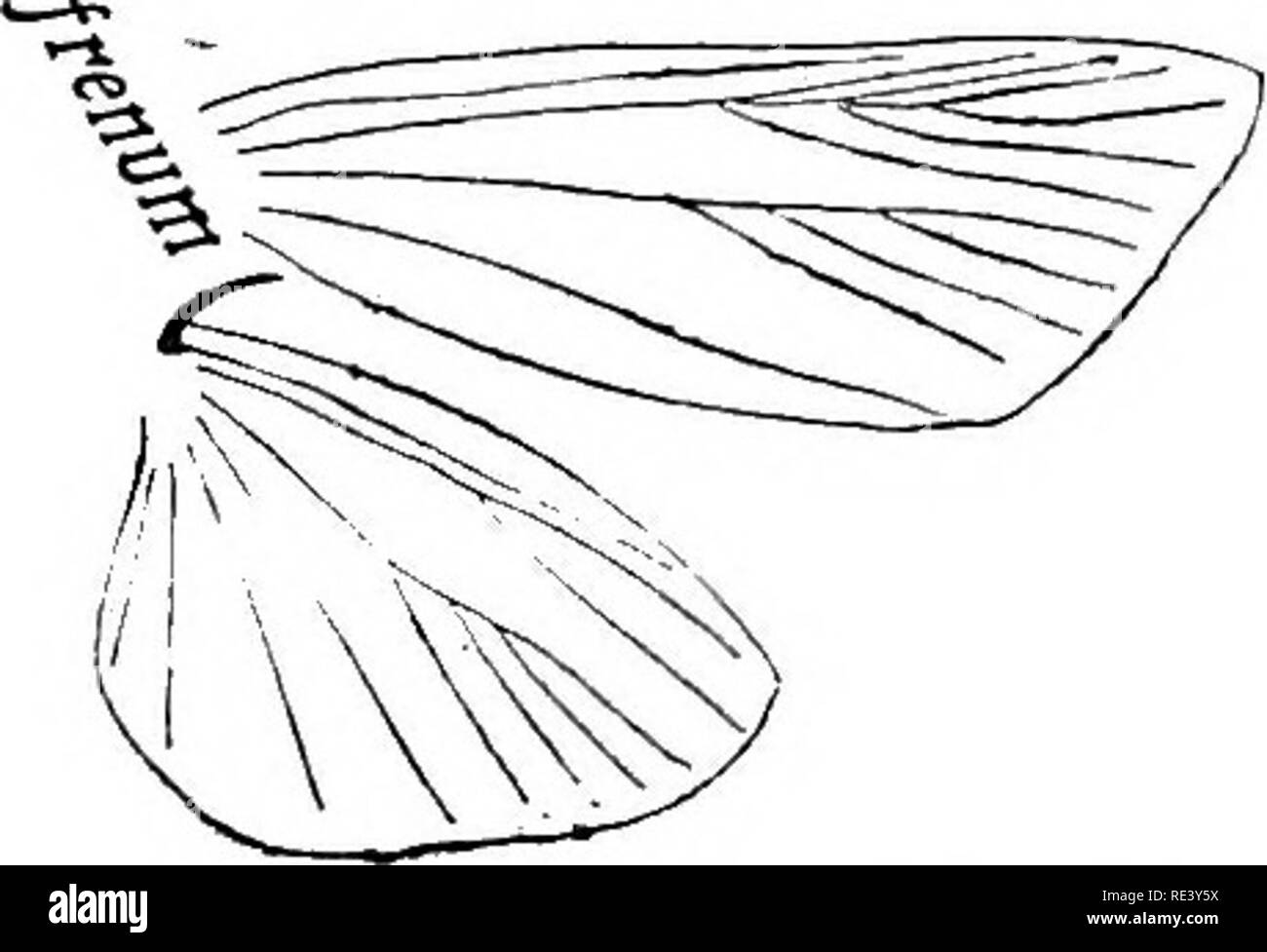 . Entomology for medical officers. Insect pests; Insects as carriers of ...
