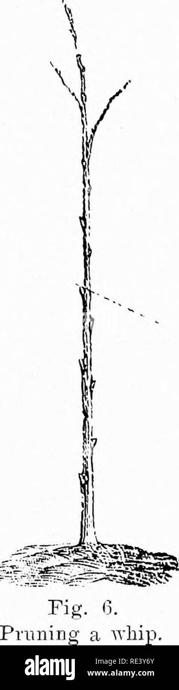 . A complete work on the pruning of fruit trees .. Fruit-culture ...