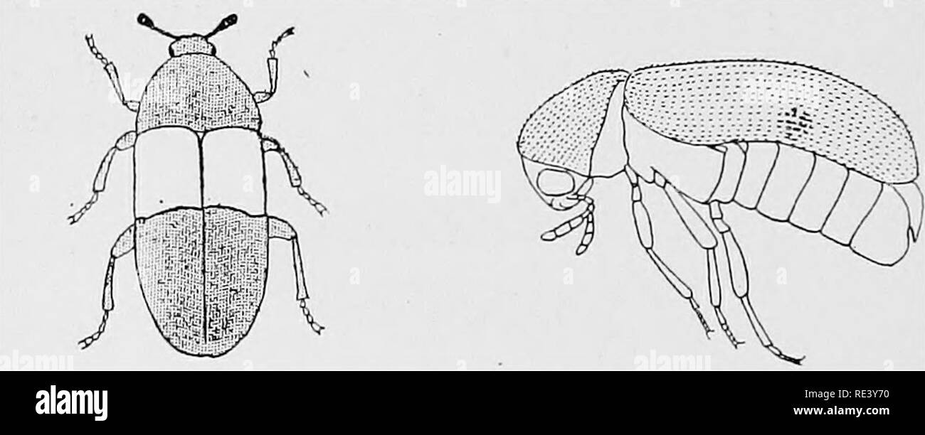 . Entomology for medical officers. Insect pests; Insects as carriers of ...