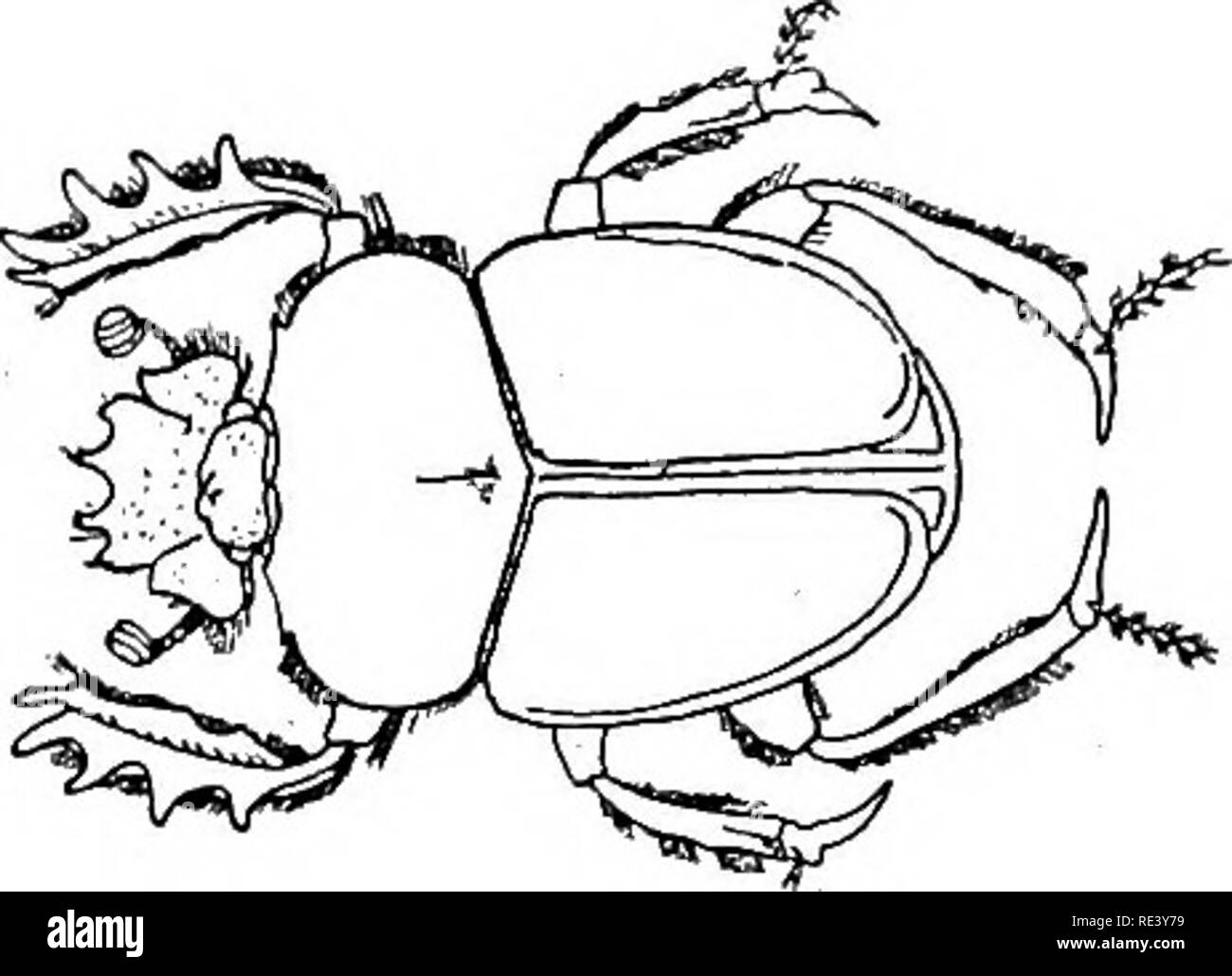 . Entomology for medical officers. Insect pests; Insects as carriers of ...