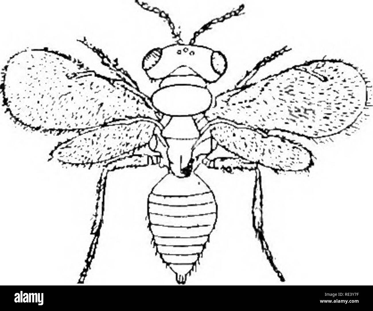 . Entomology for medical officers. Insect pests; Insects as carriers of ...