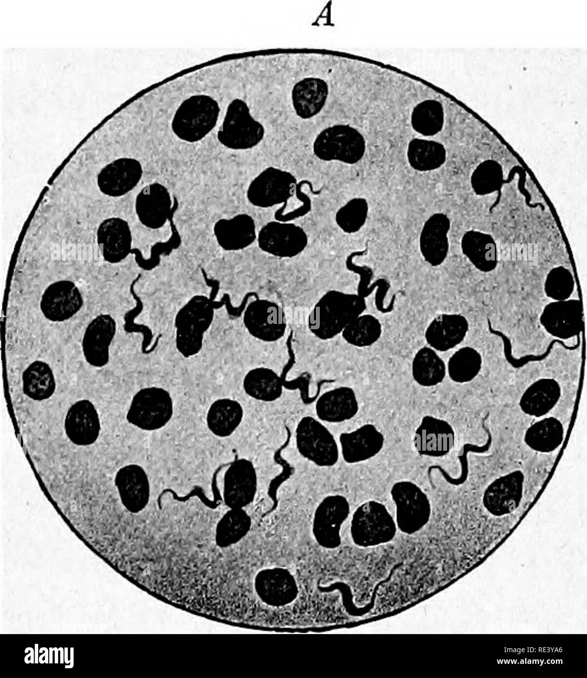 . Pathogenic micro-organisms. A text-book of microbiology for ...