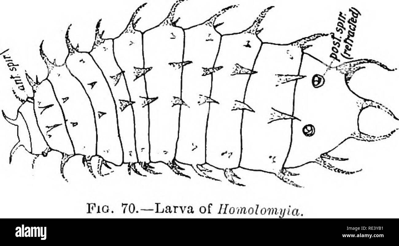 . Entomology for medical officers. Insect pests; Insects as carriers of ...