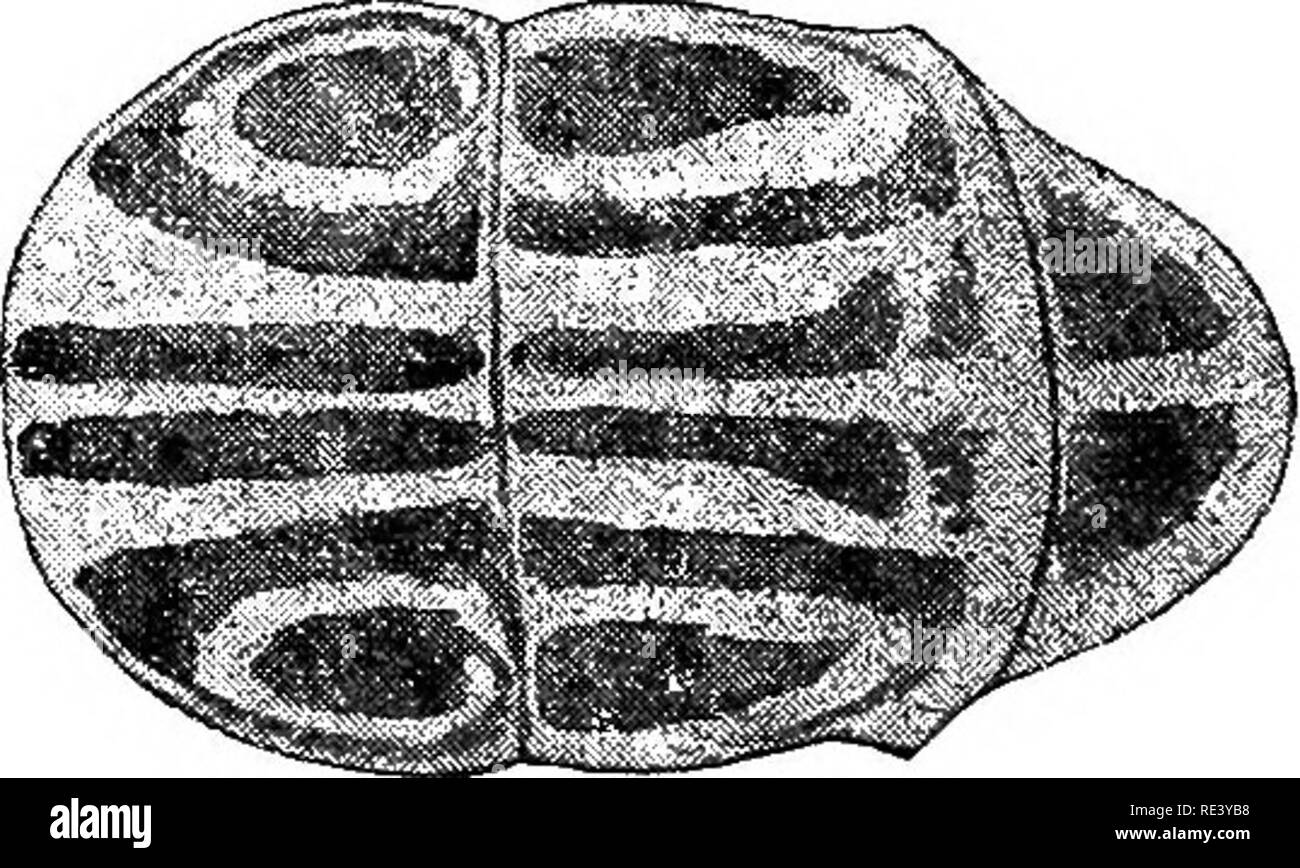 . Entomology for medical officers. Insect pests; Insects as carriers of ...