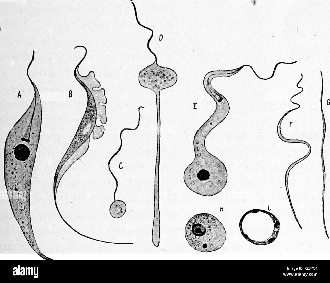 Trypanosoma rotatorium Black and White Stock Photos & Images - Alamy