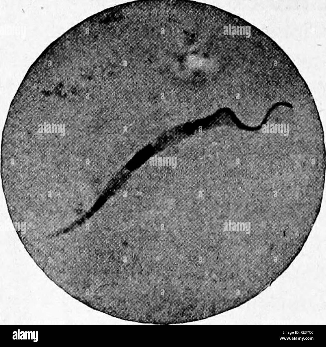 Fly agar hi-res stock photography and images - Alamy