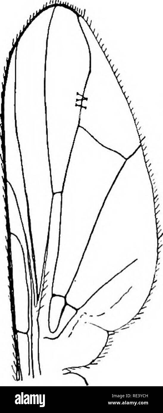 Stomoxys calcitrans fly Black and White Stock Photos & Images - Alamy