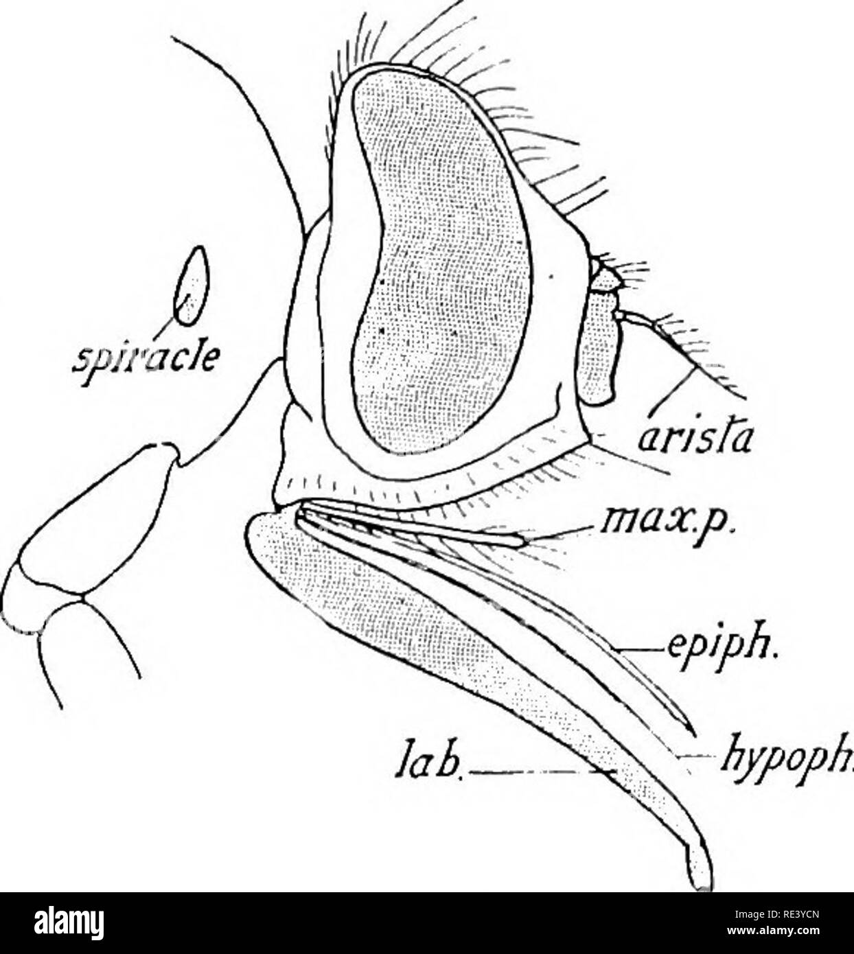 . Entomology for medical officers. Insect pests; Insects as carriers of ...