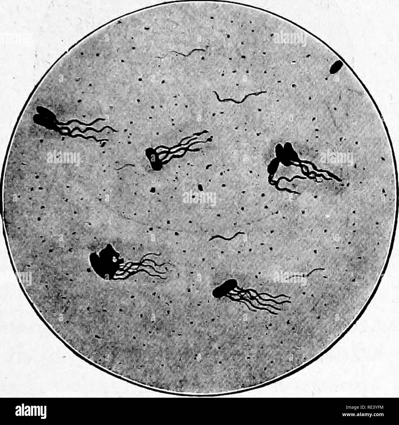 . Pathogenic micro-organisms. A text-book of microbiology for ...