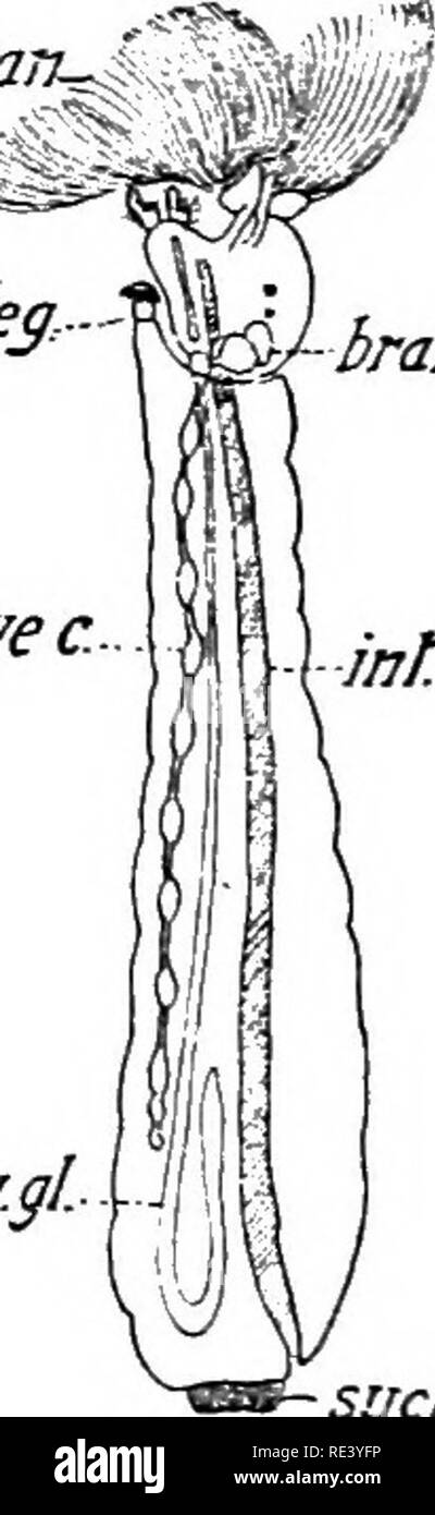 Microbe carriers hi-res stock photography and images - Alamy