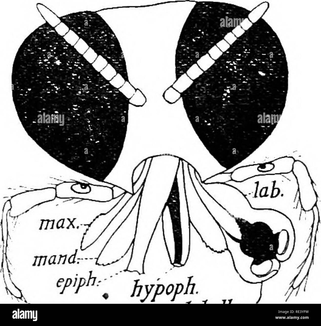 . Entomology for medical officers. Insect pests; Insects as carriers of ...