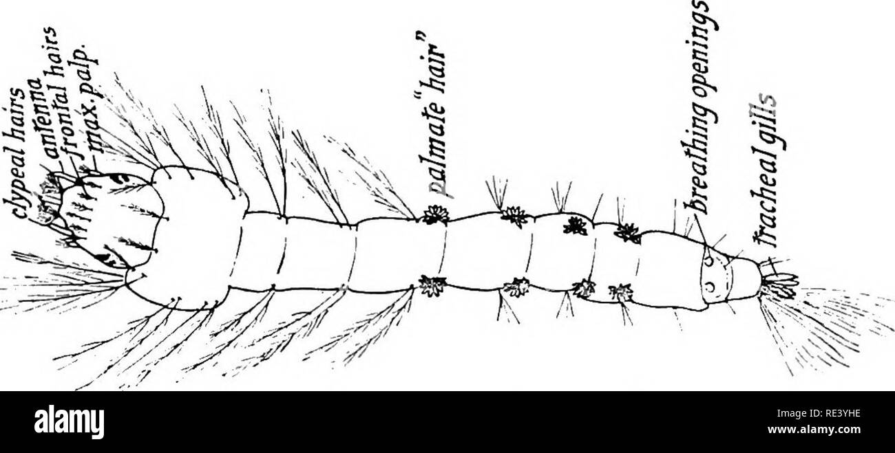 Insects As Carriers Of Disease Pictures