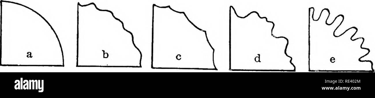 . A manual of determinative bacteriology. Bacteria. Fig. 12 ...