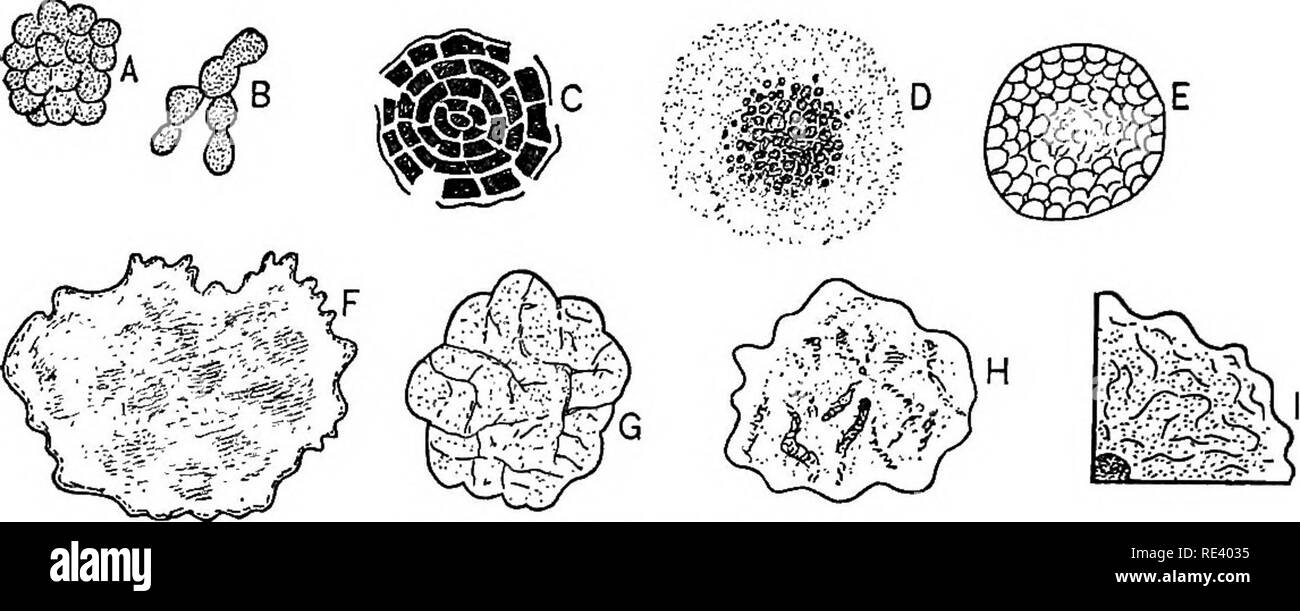 . A manual of determinative bacteriology. Bacteria. 24 BACTERIOLOGY ...