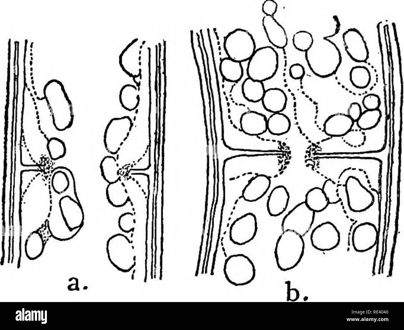 Diplobacilli Black and White Stock Photos & Images - Alamy