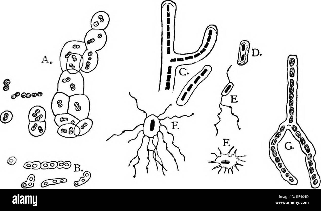. A manual of determinative bacteriology. Bacteria. 4 BACTERIOLOGY ...