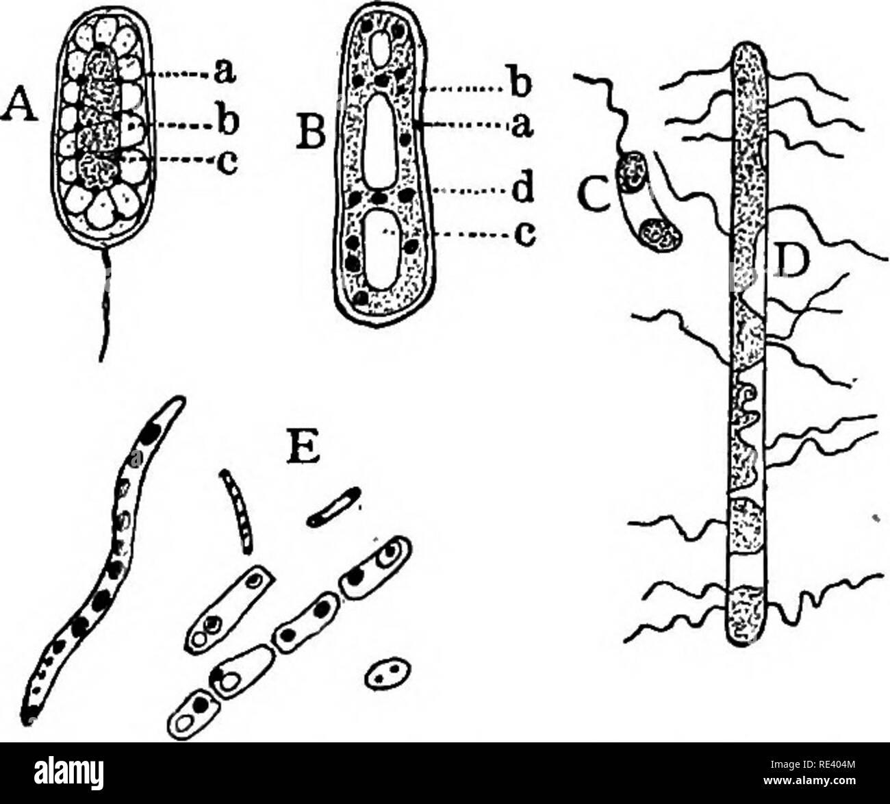 Fragmentation In Bacteria