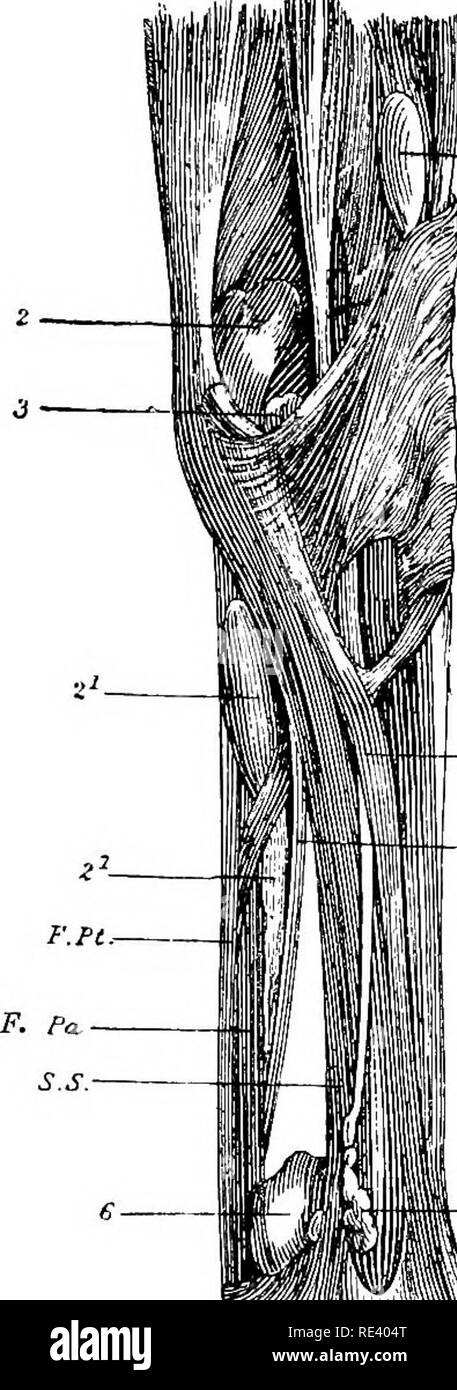 . The anatomy of the horse, a dissection guide. Horses. DISSECTION OF ...
