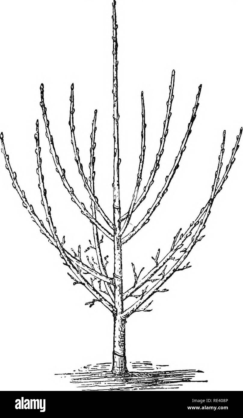 . The fruit garden. Fruit-culture; Fruit trees. 362 THE FRUIT GARDEN ...