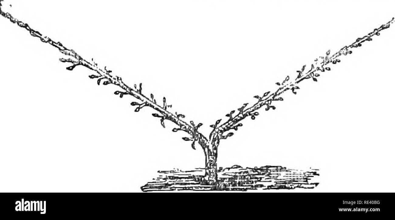 Apple cordons hi-res stock photography and images - Alamy