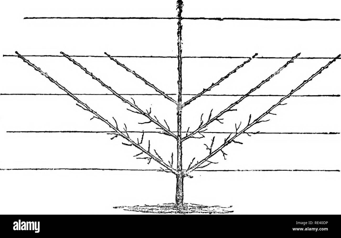 Trained pear Black and White Stock Photos & Images - Alamy