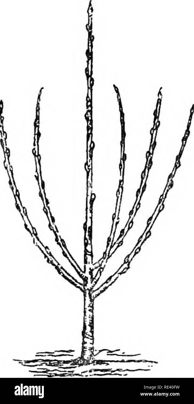 Pinch trees Black and White Stock Photos & Images - Alamy