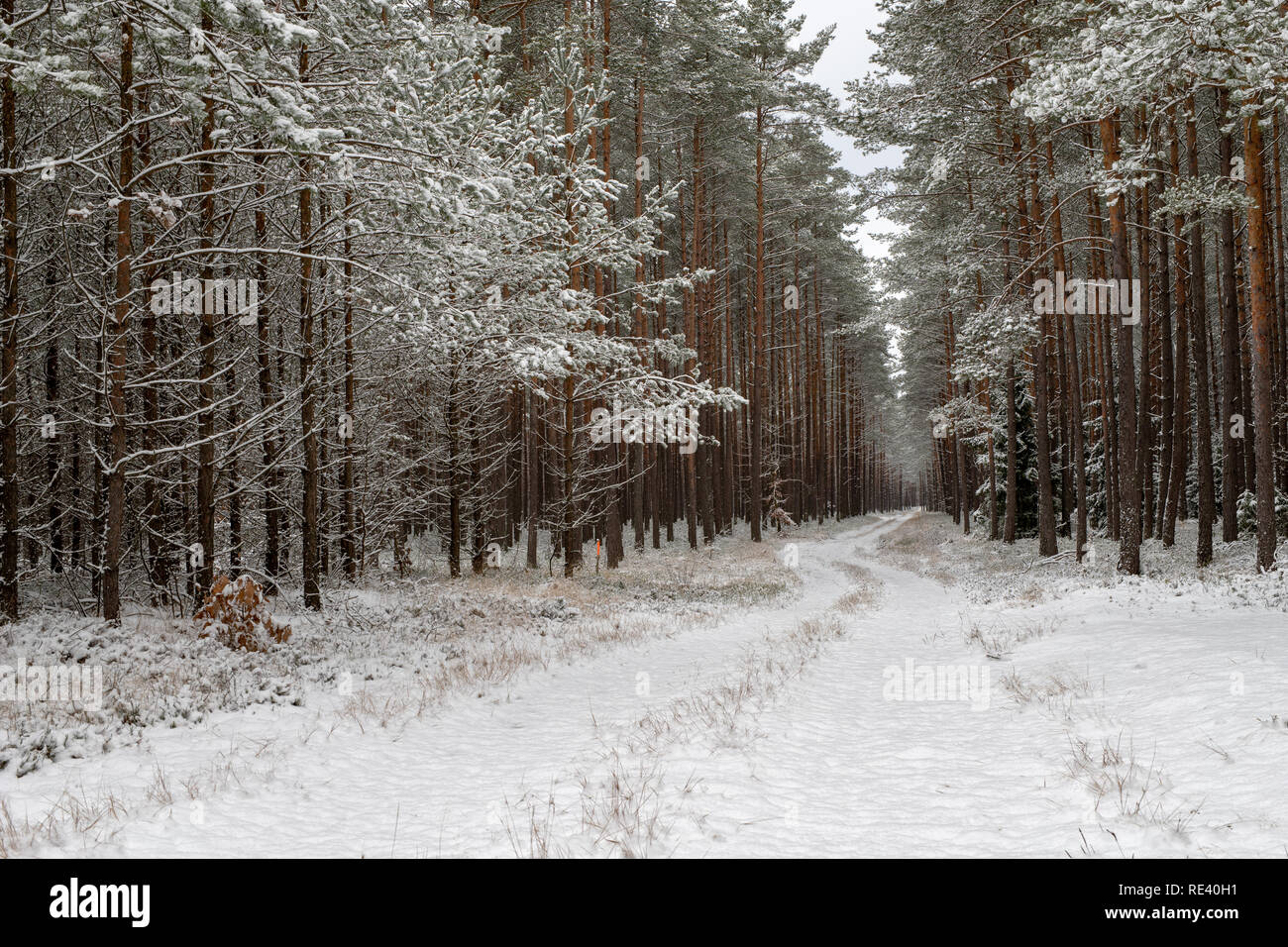 A snowy road in a coniferous forest. Duct in the forest and trees ...