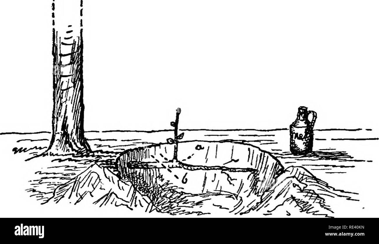 Callus culture hi-res stock photography and images - Alamy