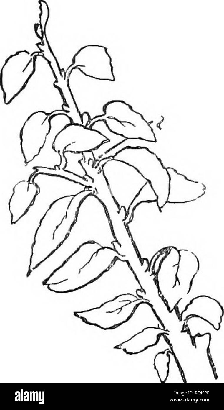 Mat of roots Black and White Stock Photos & Images - Alamy