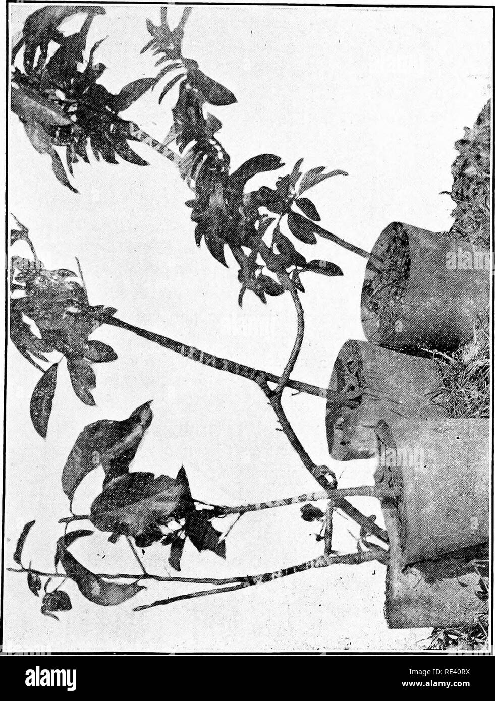 Tropical agricultural harvesting Black and White Stock Photos & Images ...