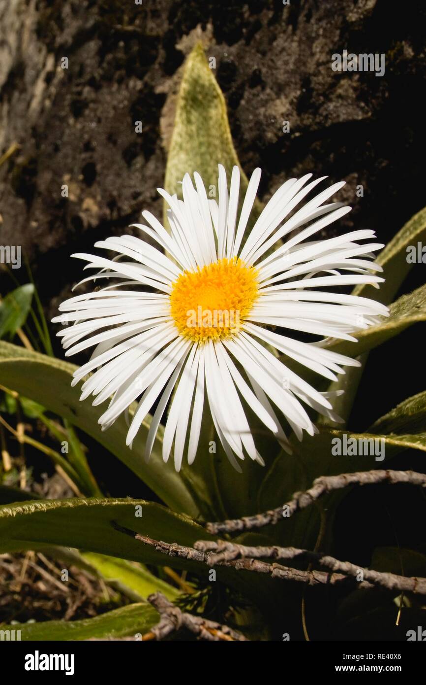 Mountain daisy flower (Celmisia verbascifolia), Fjordland National Park ...