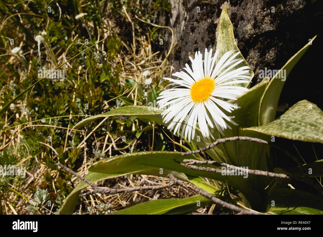 Mountain daisy flower (Celmisia verbascifolia), Fjordland National Park ...