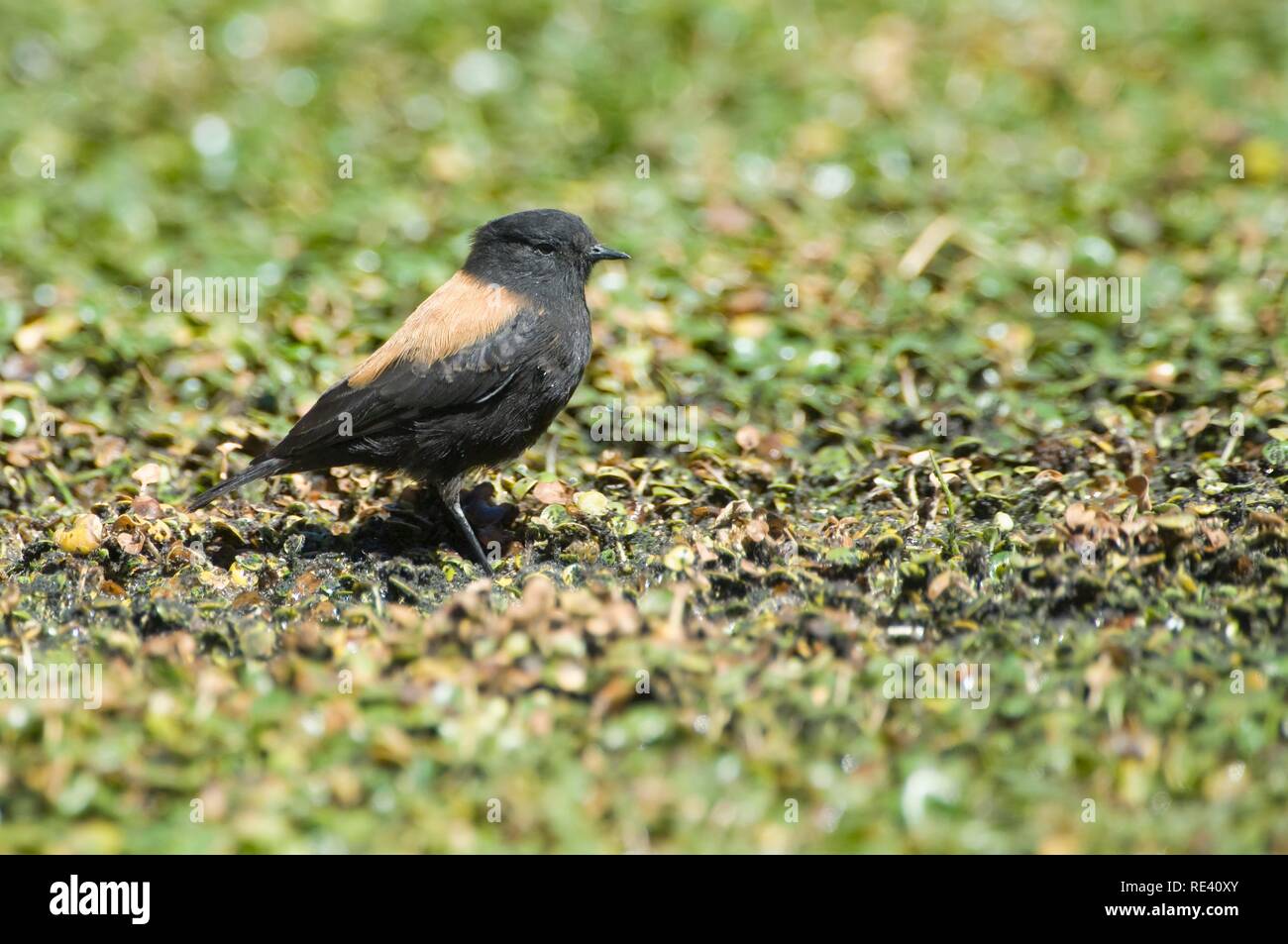 Andean Negrito (Lessonia oreas), Atacama desert, Antofagasta region ...