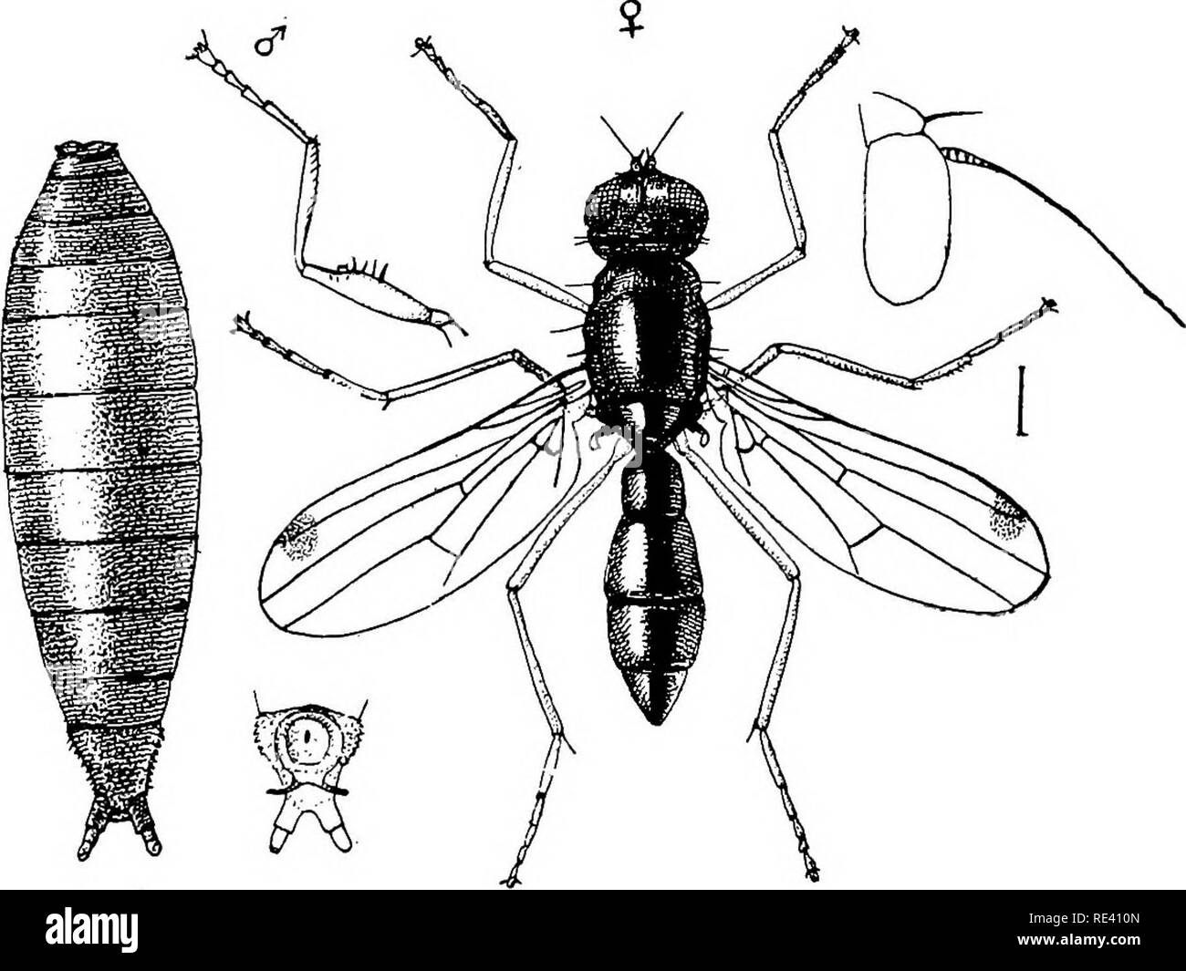 . Handbook of medical entomology. Insect pests; Insects as carriers of ...