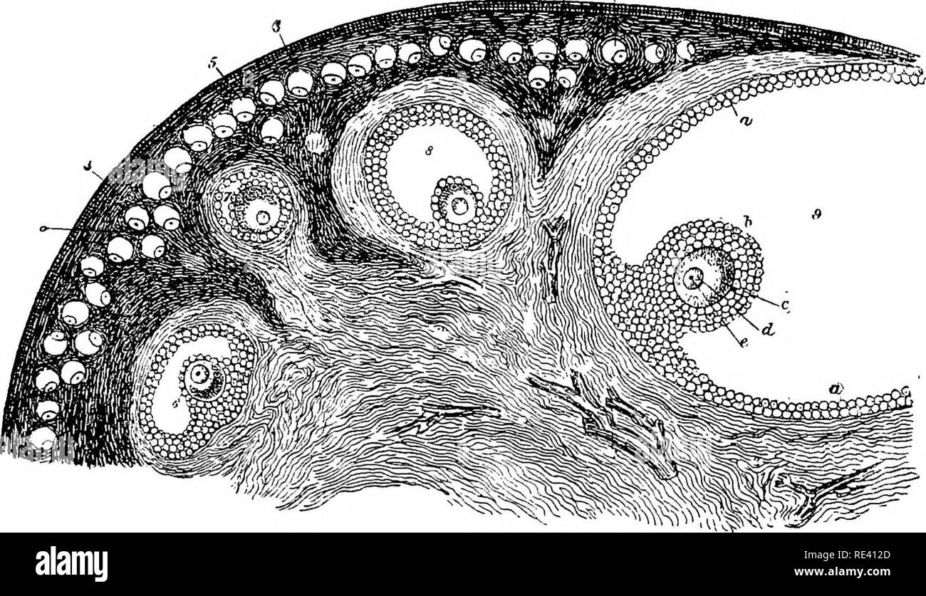 . The anatomy of the horse, a dissection guide. Horses. DISSECTION OF ...