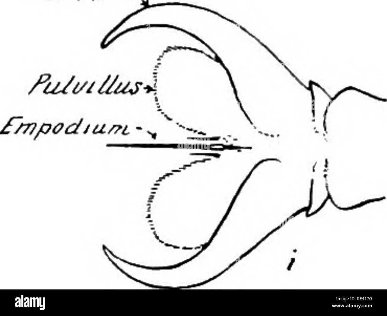 Tarsal claw Black and White Stock Photos & Images - Alamy