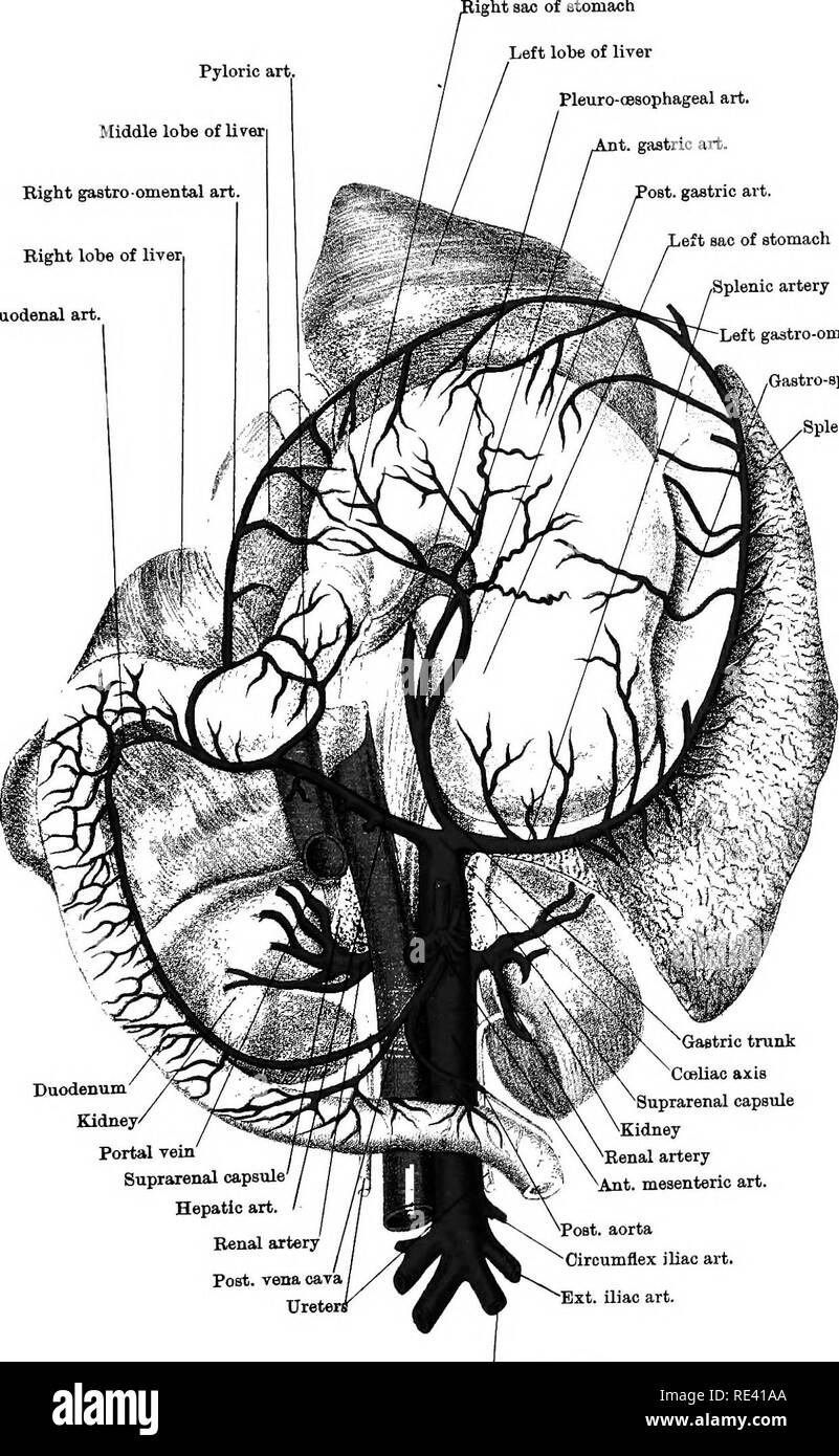 Left circumflex artery hi-res stock photography and images - Alamy
