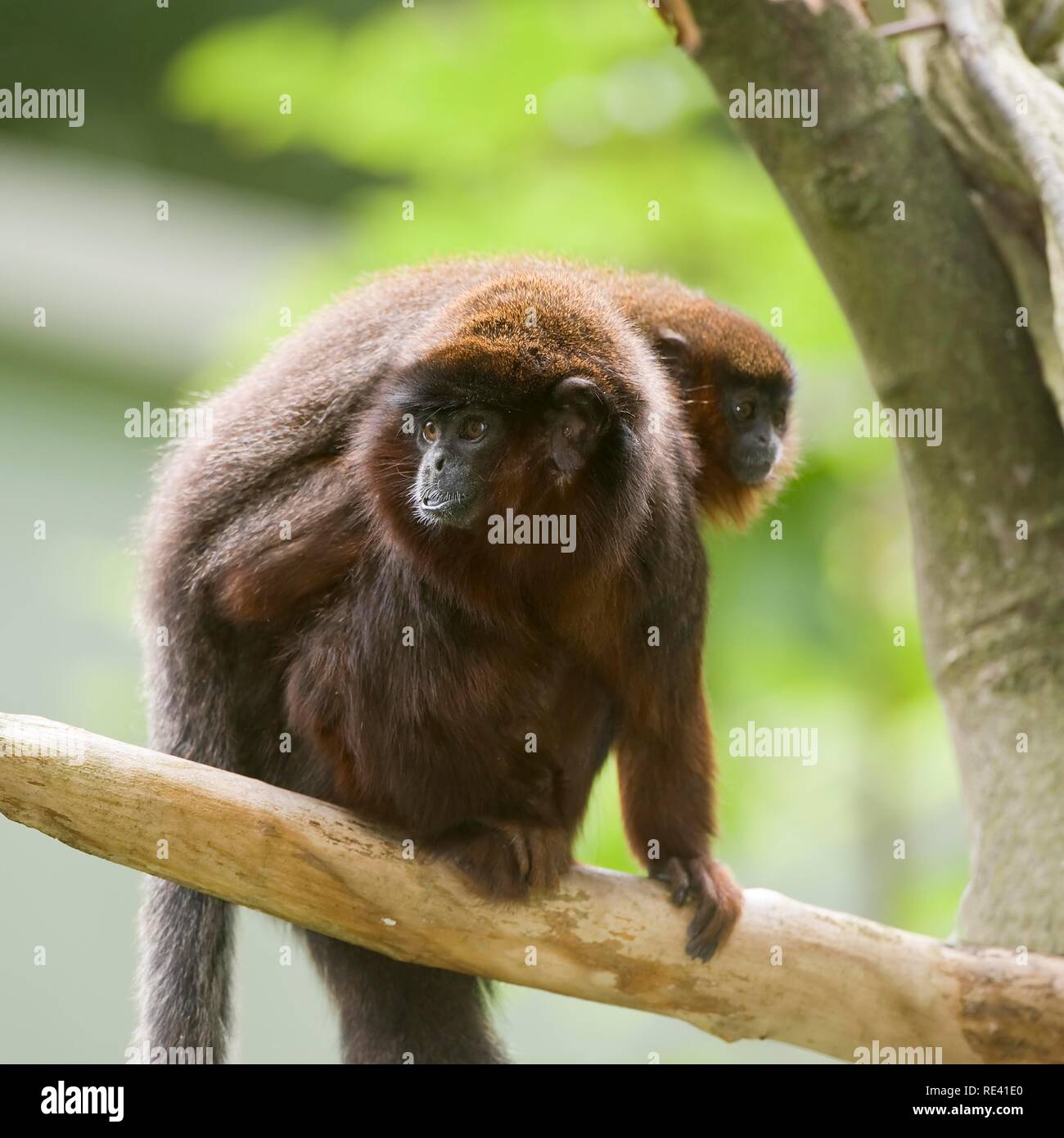 Coppery Titi (Callicebus cupreus), young on the back Stock Photo - Alamy
