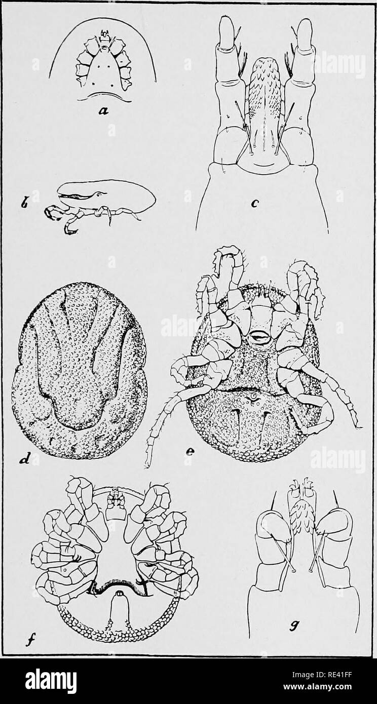 Ornithodoros moubata hi-res stock photography and images - Alamy