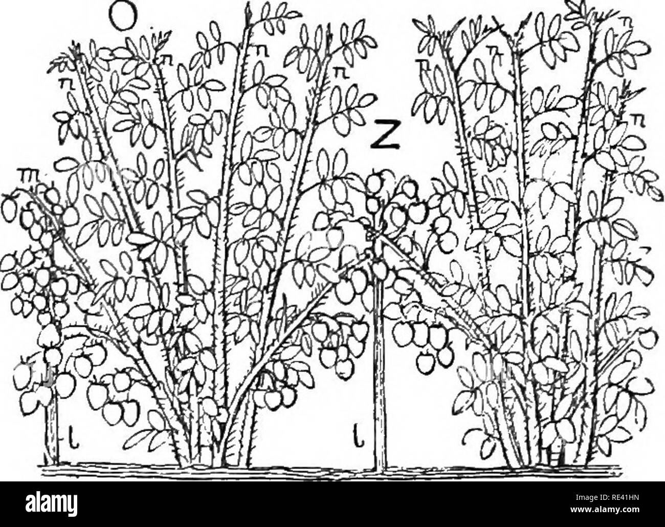 Dwarf raspberries Black and White Stock Photos & Images - Alamy