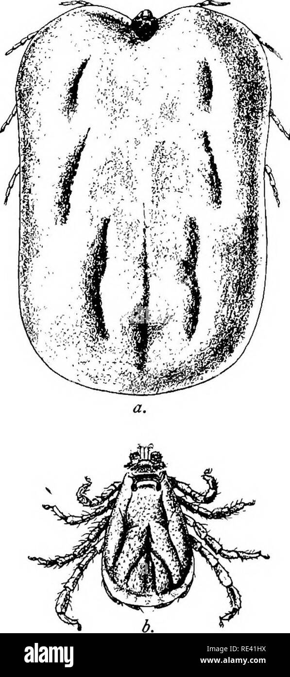 Cattle pests Black and White Stock Photos & Images - Alamy